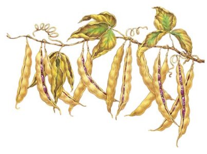 All About Growing Dry Beans and Peas – Mother Earth News